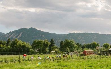 Growing Gardens – Boulder.Earth Climate Action Portal